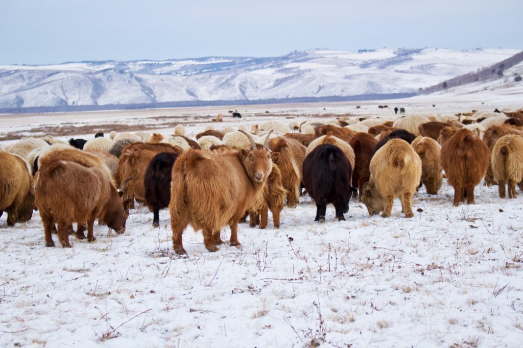 Laine Cachemire, bien la choisir - Le blog de Ladylaine